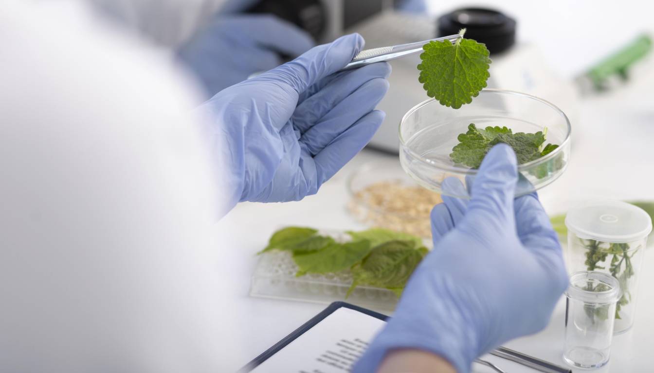 Herbal Medicine Rrl: The Amazing Healing Powers (2025)