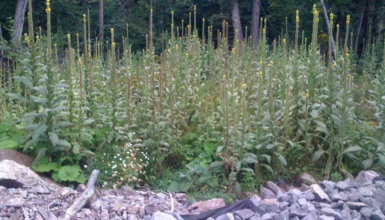 Mullein Tincture Recipe: All You Need To Make It! (2025)