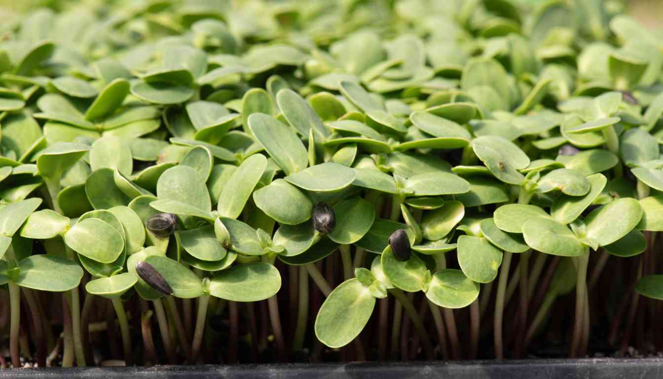 Growing Micro Herbs: Tips and Techniques for Success (2025)