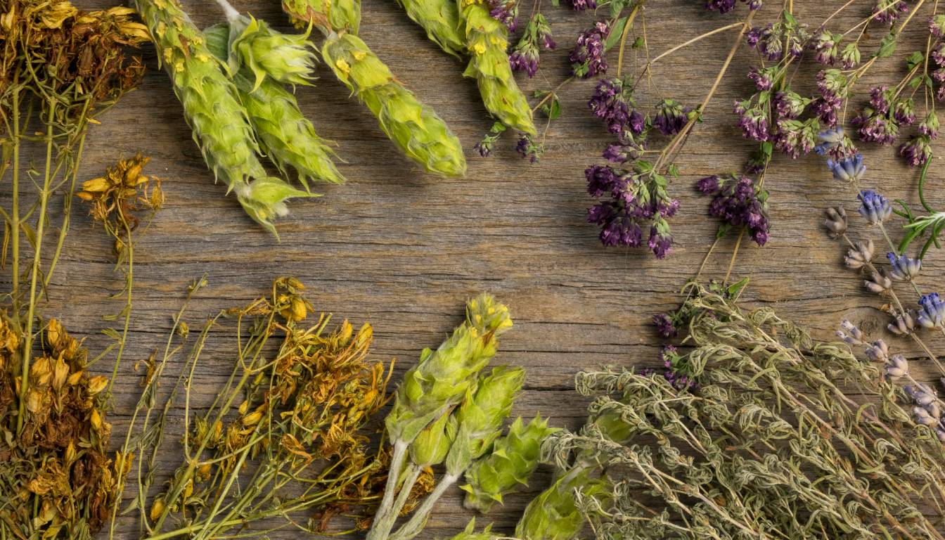 Herb Meaning: Understanding Different Herbal Cultures (2026)
