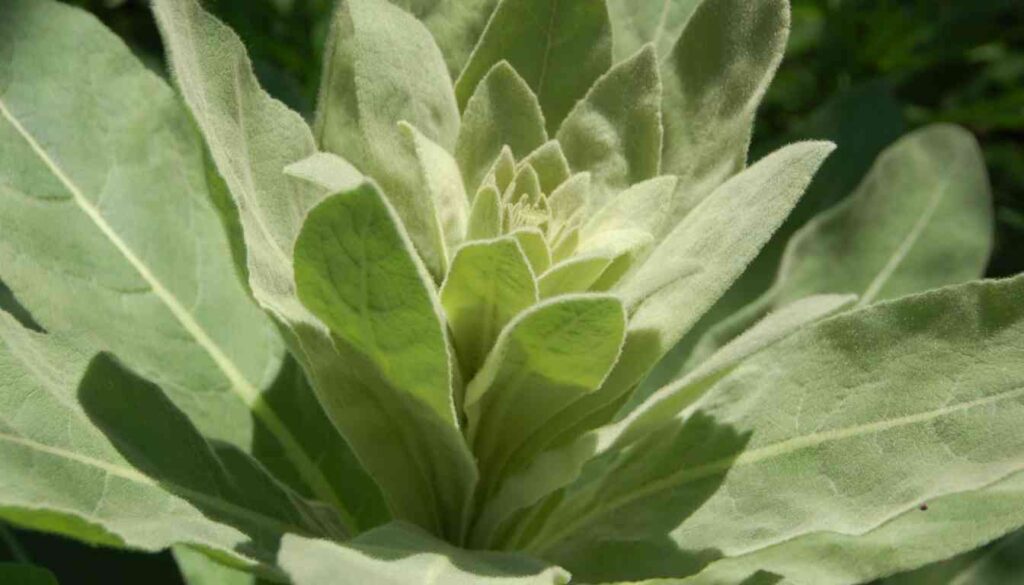 Mullein Root Tincture Recipe: A Simple Guide (2024)