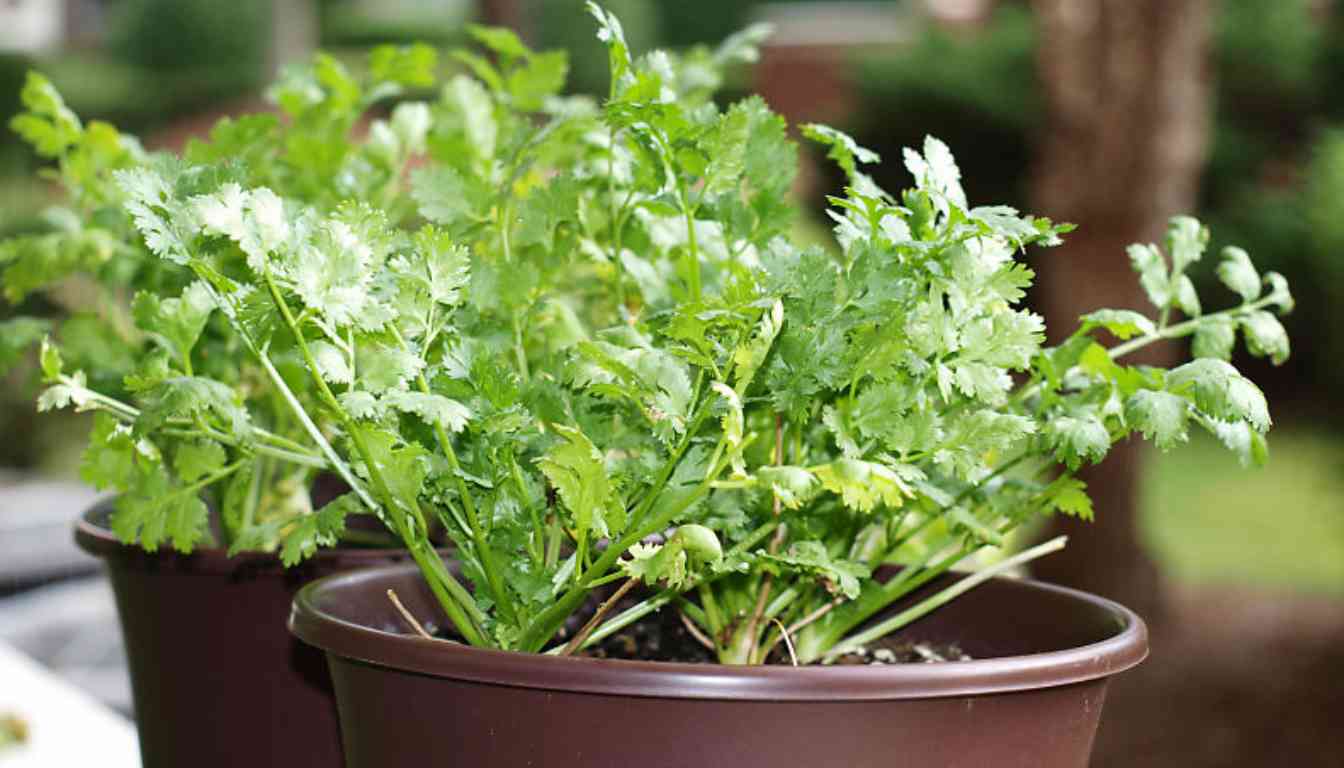 Will Cilantro Grow Back After Cutting? Regrowth Process (2026)