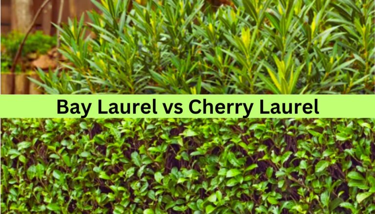 Bay Laurel Vs Cherry Laurel: Features and Uses (2026)