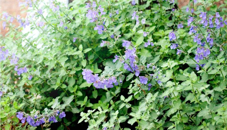 Catmint Vs Catnip: What's the Difference? (2026)