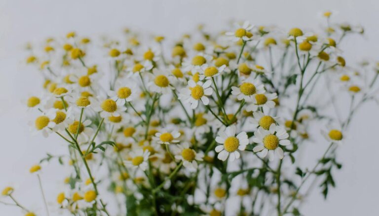 Chamomile Vs Daisy: A Comparison of Two Popular Flowers (2026)
