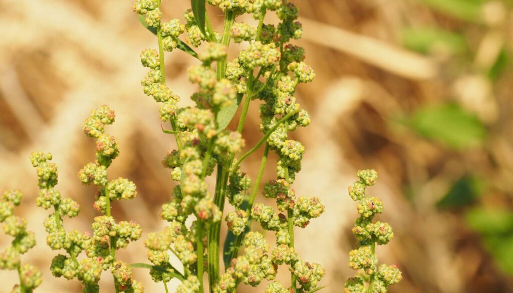 Herb Yellow Dock Root Benefits: The Ultra Guide (2026)