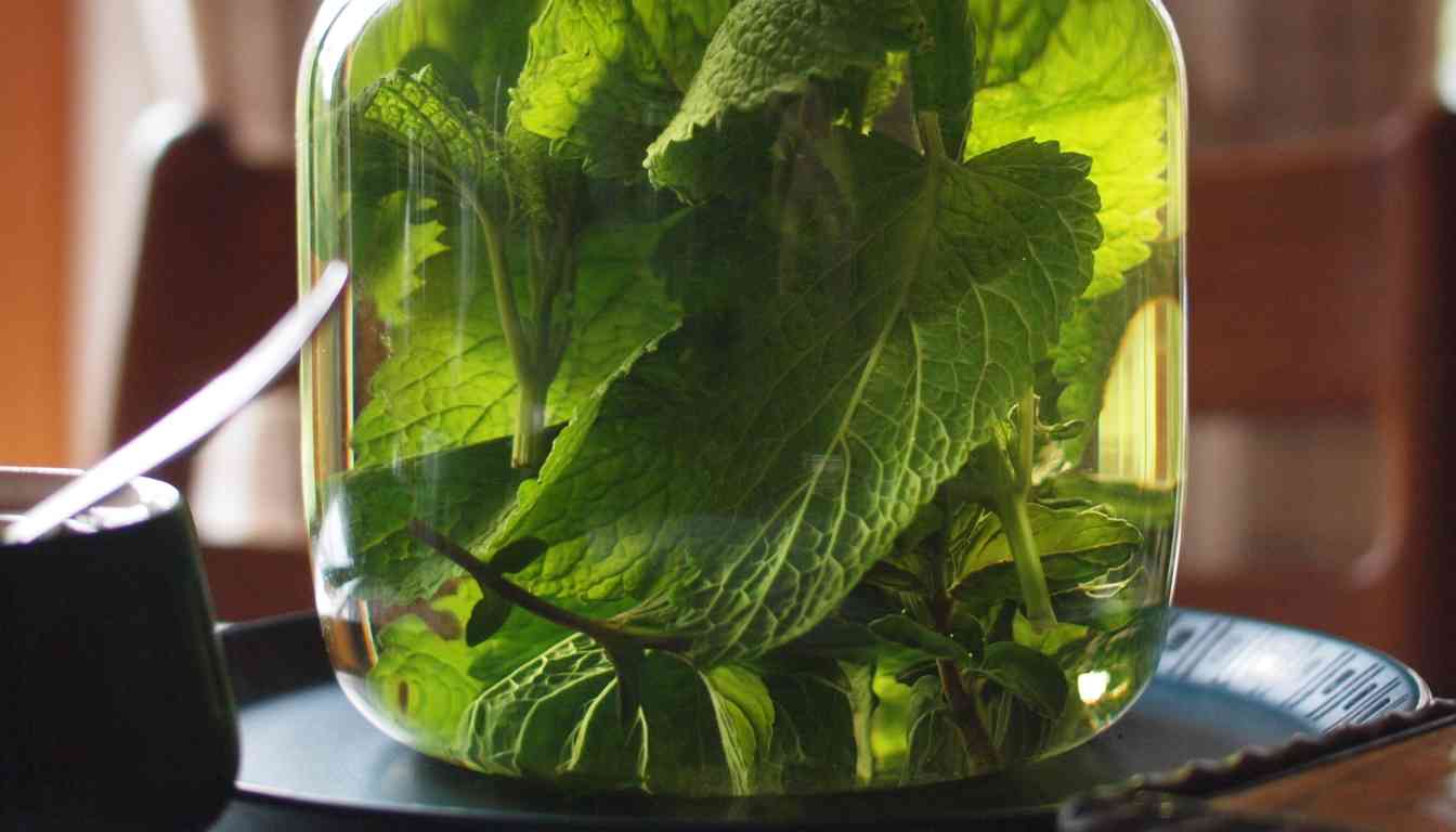 Lemon Balm Tincture Recipe: A Simple and Effective Herbal (2024)