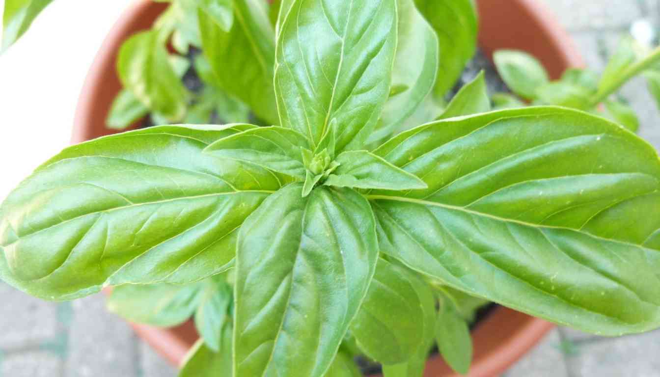Growing Basil Indoors During Winter: How To Do It! (2025)