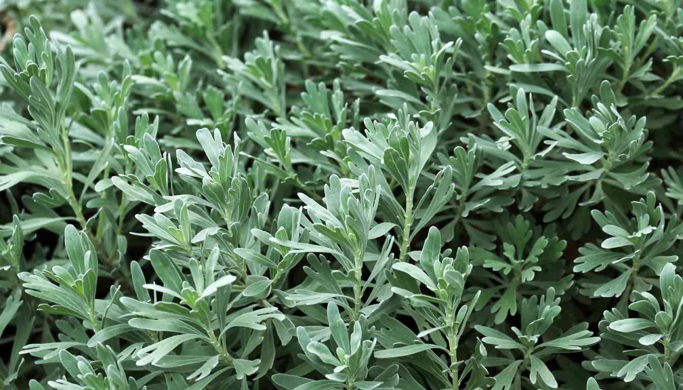 Mugwort Vs Wormwood: A Comparison of Benefits & Uses (2024)