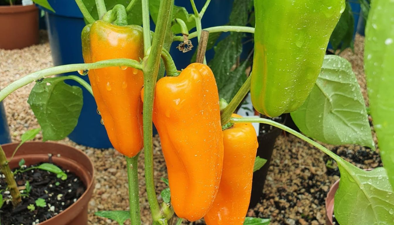 Baby Pepper Plants: Growing Tips and Care Guidelines (2026)