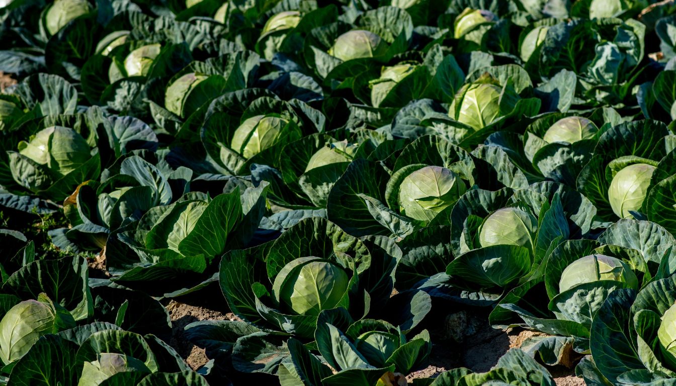 Best Crops To Grow For Survival: How To Be Self-Sufficient (2025)