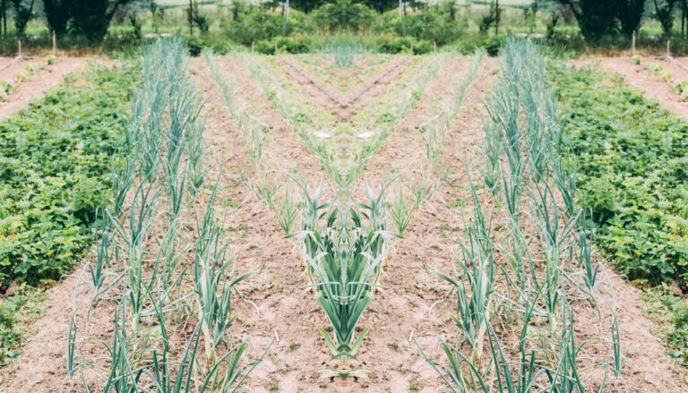 The Benefits of Companion Planting Strawberries and Garlic (2026)