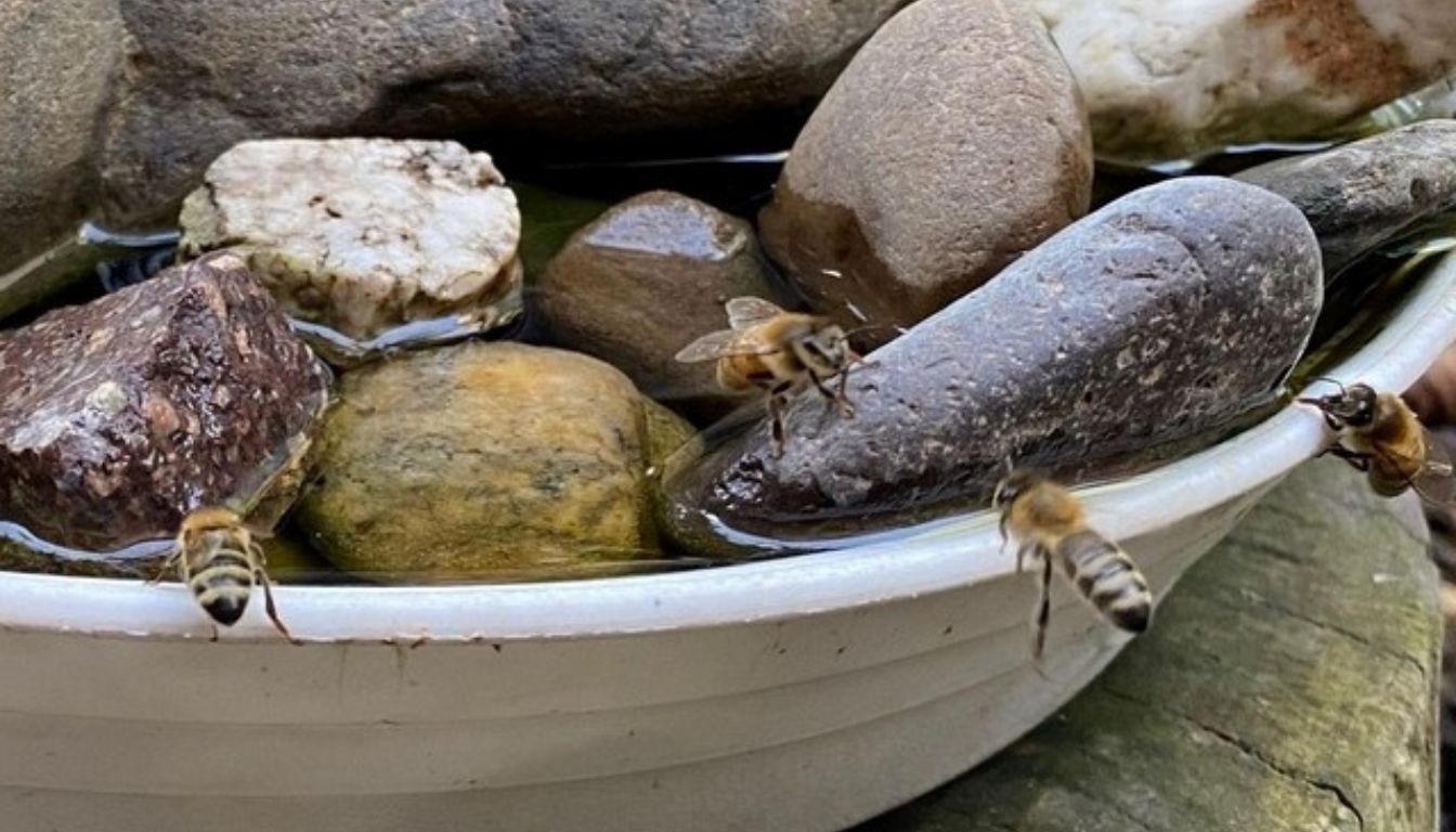 Bee Water Dish: Providing Essential Hydration (2026)