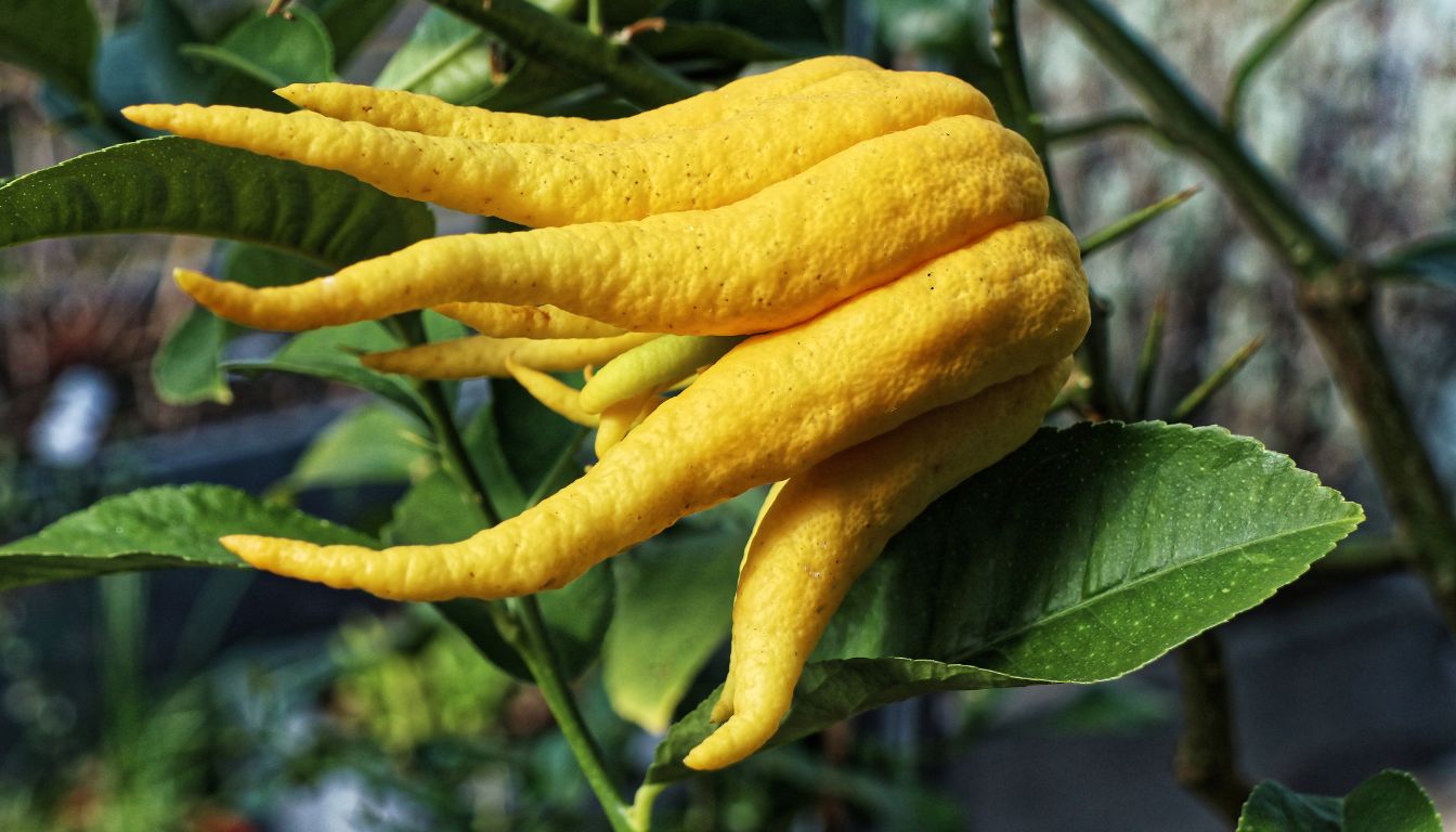 Cool Looking Vegetables: Colorful Additions to Your Plate (2025)