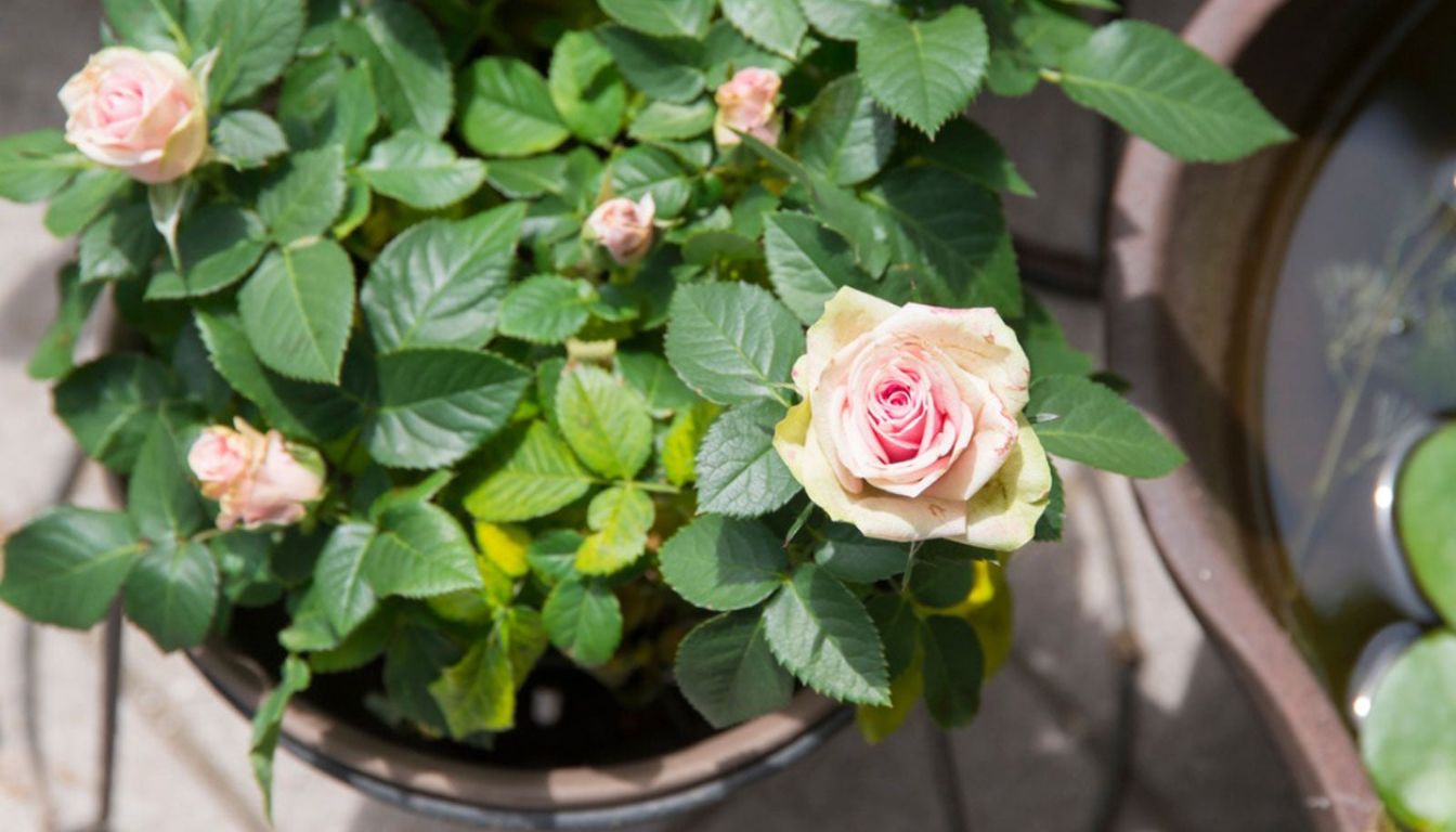 How to Grow Roses from Cut Flowers? (2026)