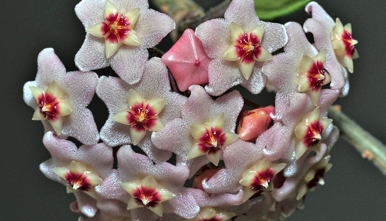 Hoya Plant Bloom: Triggering and Maintaining Blossoms (2026)