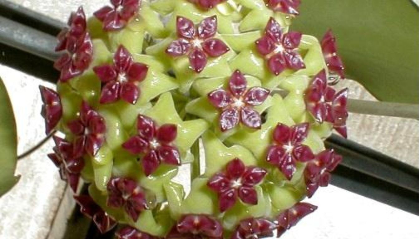 Hoya Plant Bloom: Triggering and Maintaining Blossoms (2026)