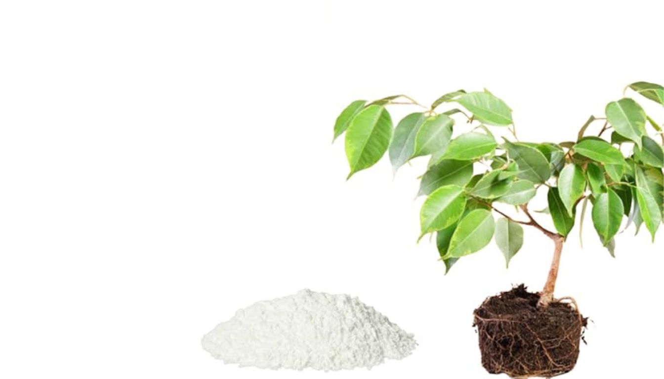 Organic Rooting Hormones: Easy Tips for Stronger Roots (2026)