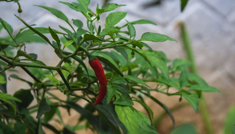 Pepper Growing Tips: How to Successfully Grow Peppers (2026)