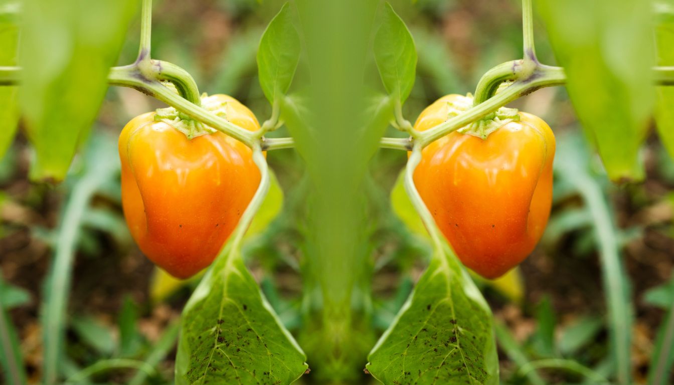 Pepper Growing Tips: How to Successfully Grow Peppers (2026)