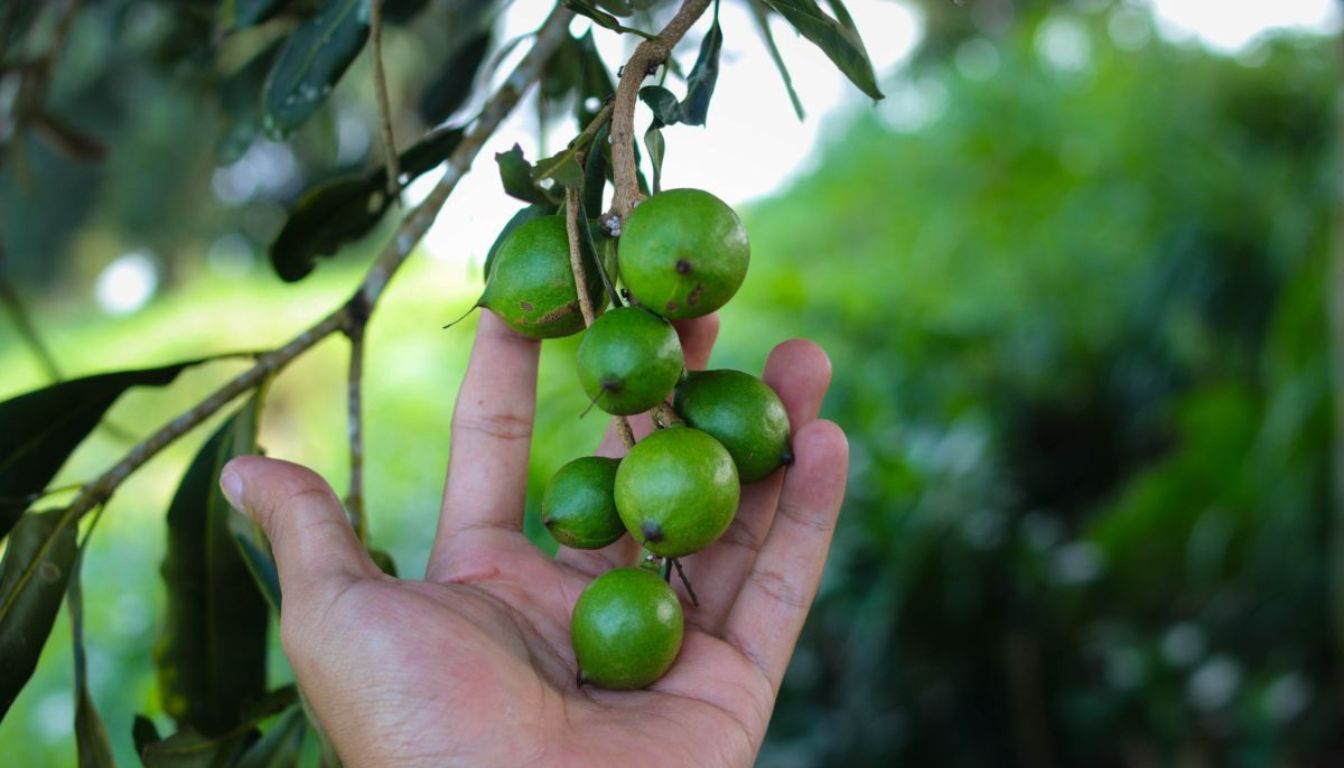 Planting Nut Trees: Your Own Nutritious and Delicious Trees (2026)