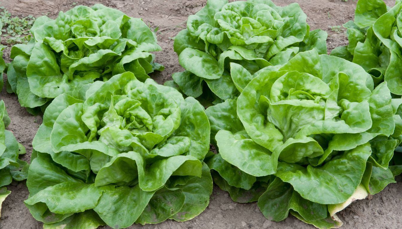 Round Green Vegetable with Leaves: An Overview (2026)