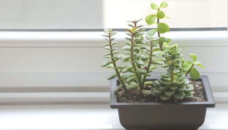 Succulent Growing Long Stem: Revive Your Long-Stemmed (2025)