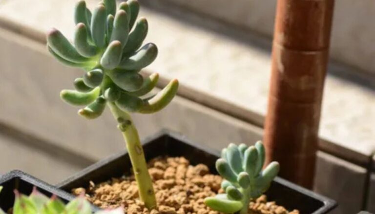 Succulent Growing Long Stem: Revive Your Long-Stemmed (2025)