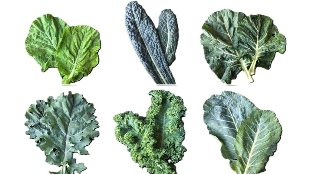 Types of Kale Leaves: A Guide to Varieties and Uses (2025)
