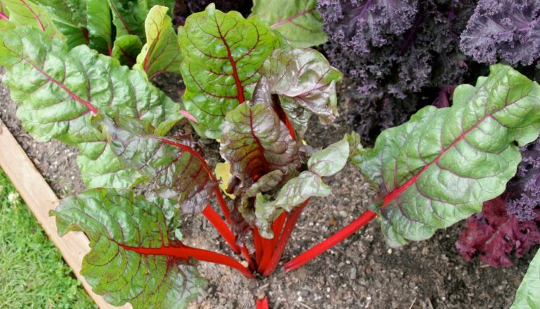 Weird Green Vegetables: Uncommon but Nutritious (2026)