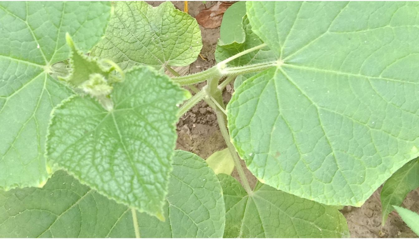 Cucumber Plant Leaves: Identification & Common Problems (2026)