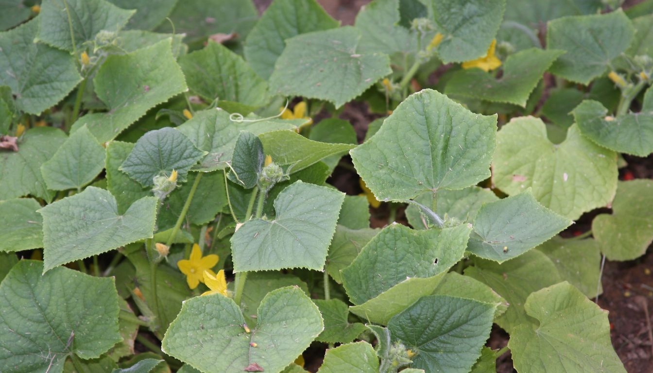 Cucumber Plant Leaves: Identification & Common Problems (2026)