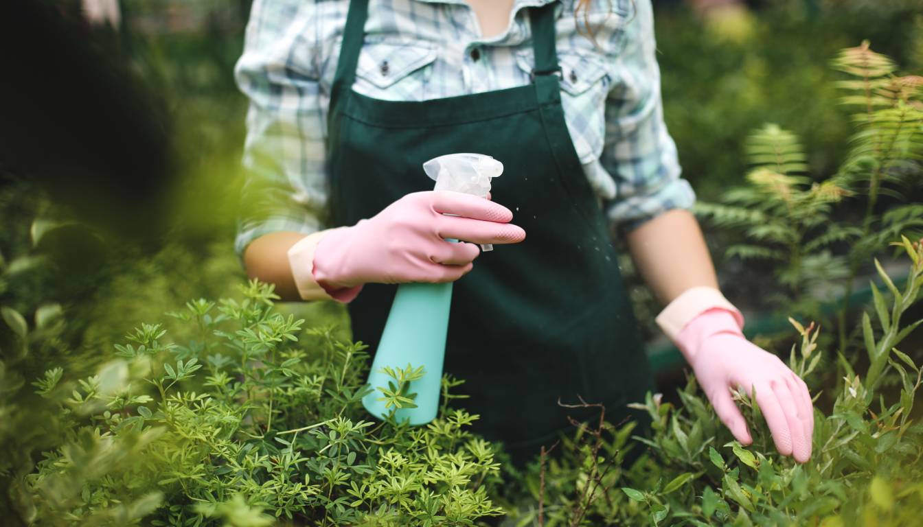 Edible Shrubs: How To Grow and Eat Them (2026)