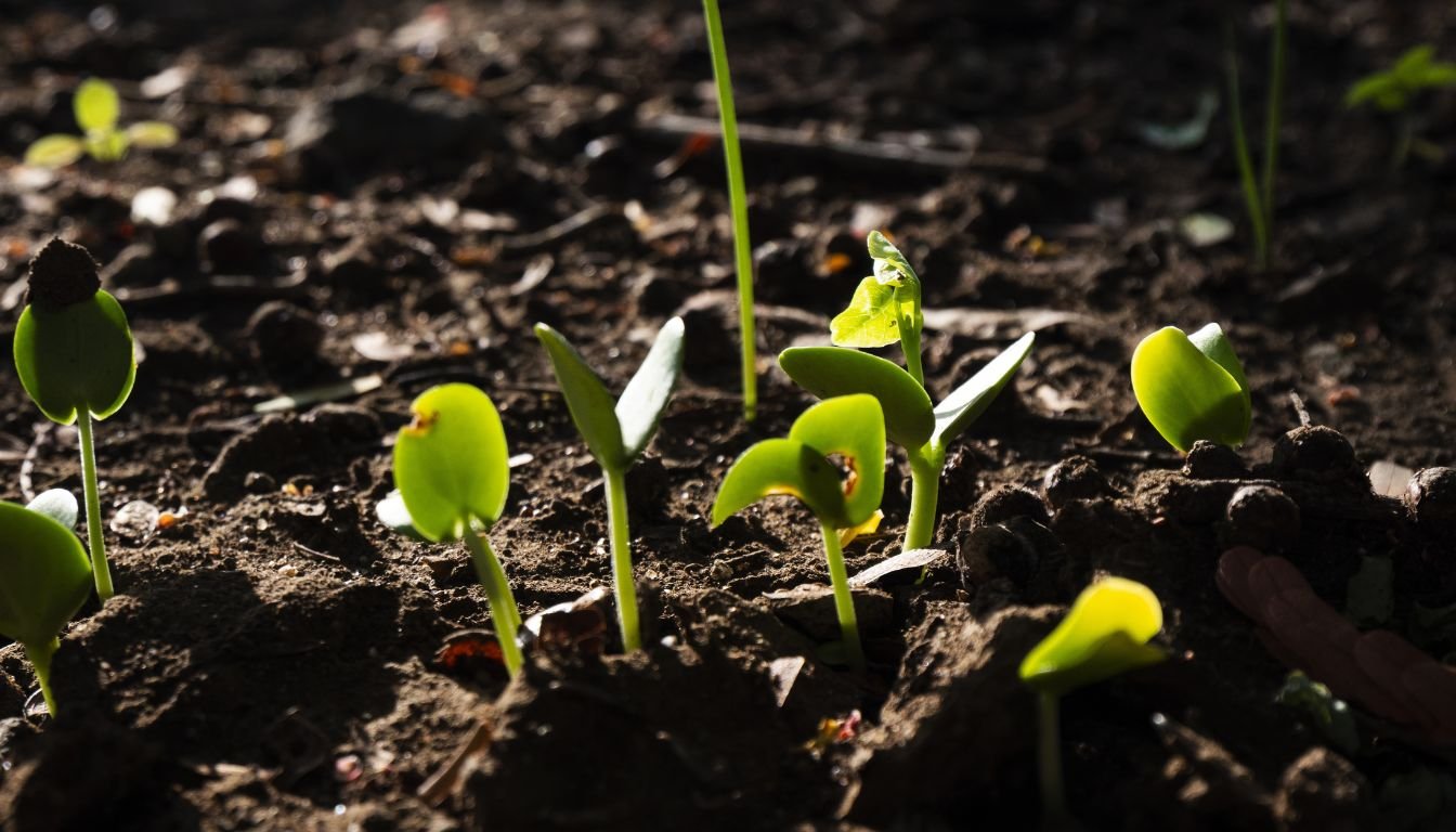 Fast-Growing Seeds: The Top Varieties for Quick Harvests (2026)