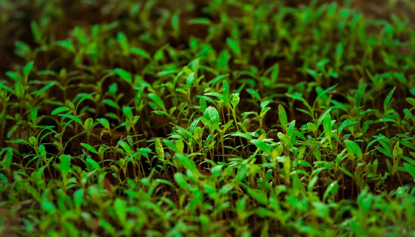 How Soon to Fertilize Seedlings? (2026)