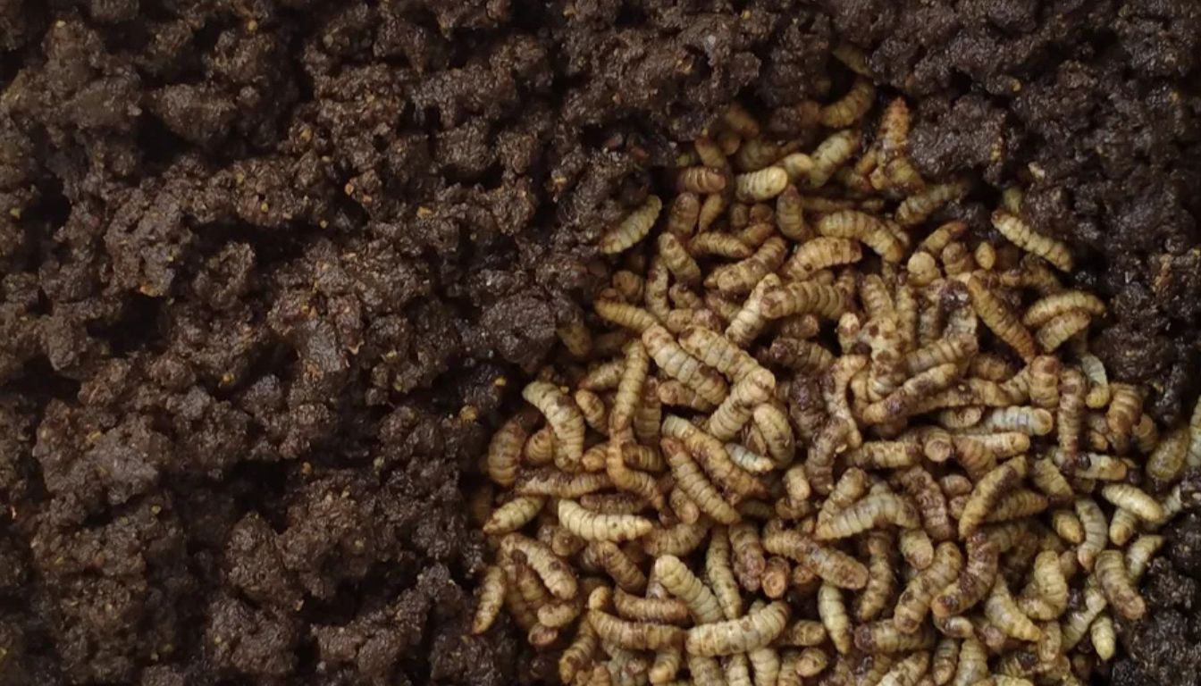 Black Soldier Fly Compost: How to Make and Use It (2025)