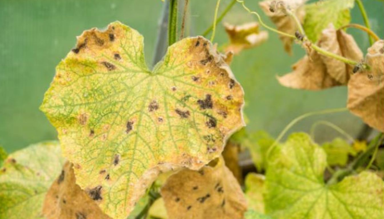 Take A Look About Brown Leaves On Plantsfeed