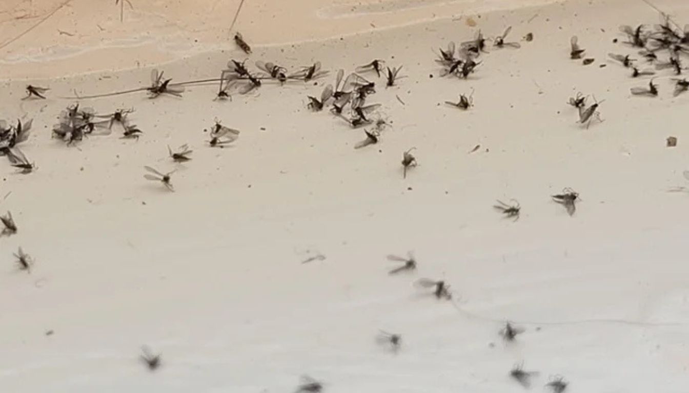 Fungus Gnats In House With No Plants