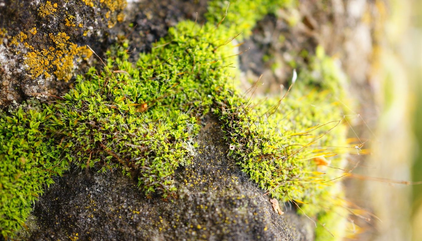 Keeping Moss Alive: Tips and Tricks (2026)