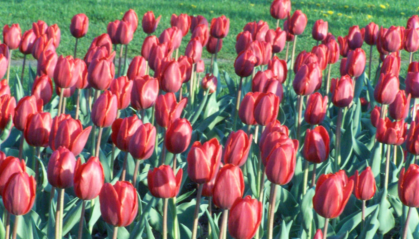 Planting Already Bloomed Tulips: A Step-by-Step Guide (2026)