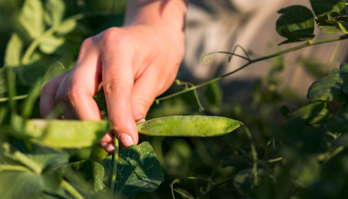 Planting Peas with Corn: The Ultra Guide (2026)