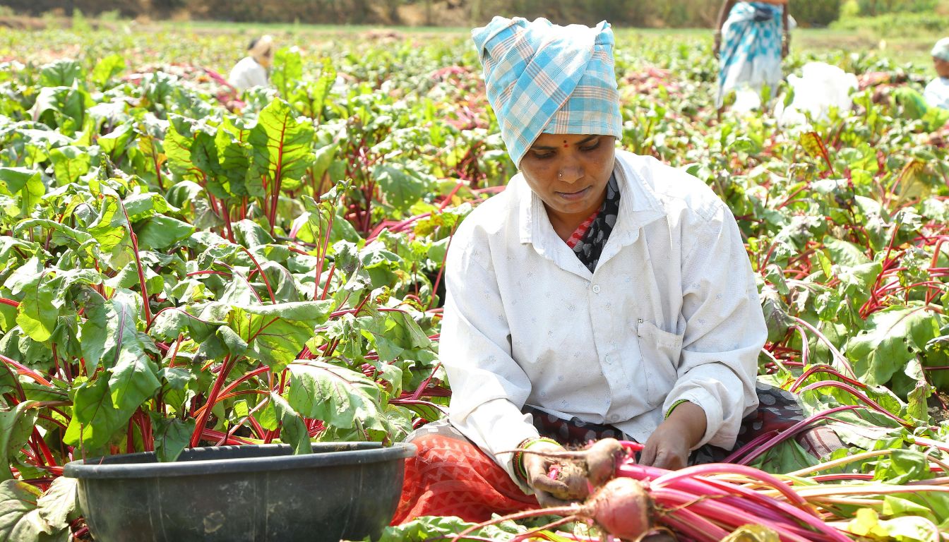 Vegetable Beets: A Nutritious Root Vegetable for Your Diet (2025)