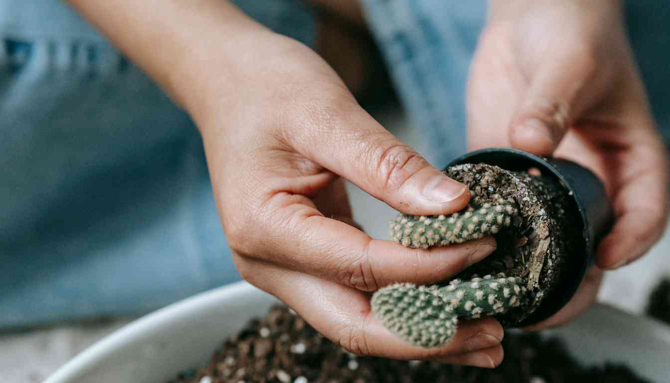 How to Transplant Cactus Pups? A Step-by-Step Guide (2026)