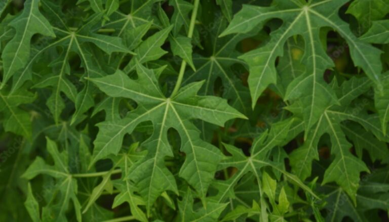 Growing Chaya Plants for a Nutritious Garden (2026)