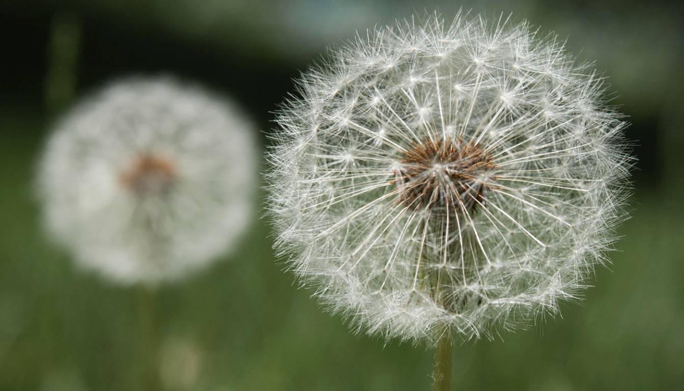 Dandelion vs Wild Lettuce: A Comparative Analysis (2026)