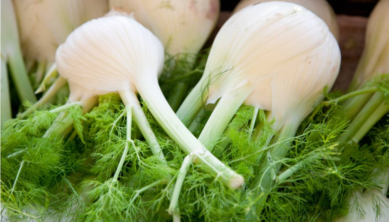 Dill vs Fennel: A Comparison of Flavor and Usage (2026)