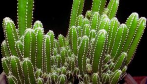 Fairy Castle Cactus: A Guide to Care and Growth (2026)