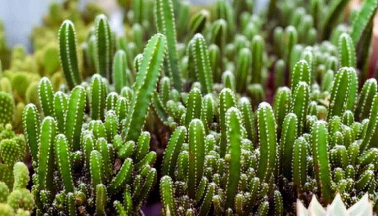 Fairy Castle Cactus: A Guide to Care and Growth (2026)