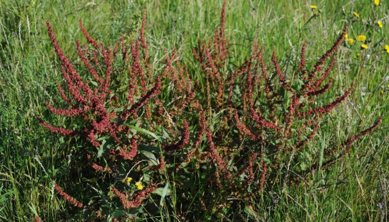 Herb Yellow Dock Root Benefits: The Ultra Guide (2026)