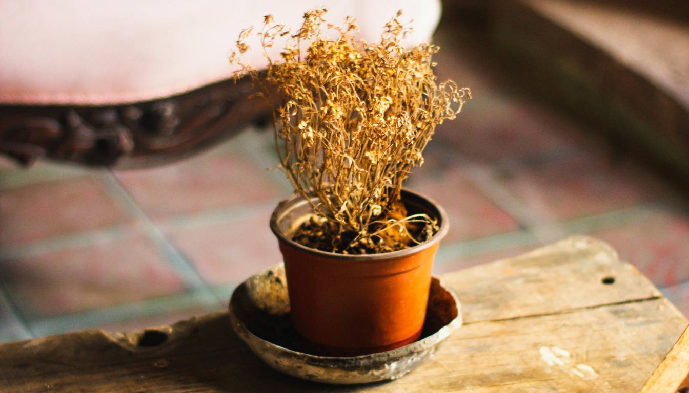 How to Revive Herbs: Bringing Your Plants Back to Life (2026)